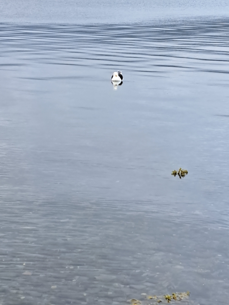 Great Black-backed Gull from 7 Cable Terrace, Valentia Island ...