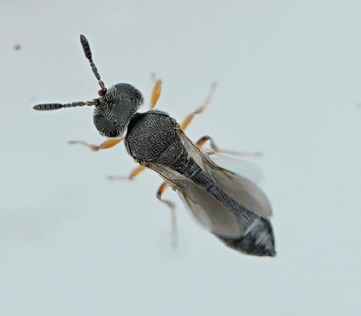 Scelionidae in July 2023 by newrookie · iNaturalist