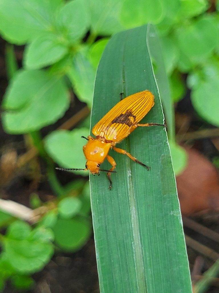 Hemiops flava from 848台灣高雄市桃源區阿桂菓園 on July 30, 2023 at 10:58 AM by 李姿瑩 ...