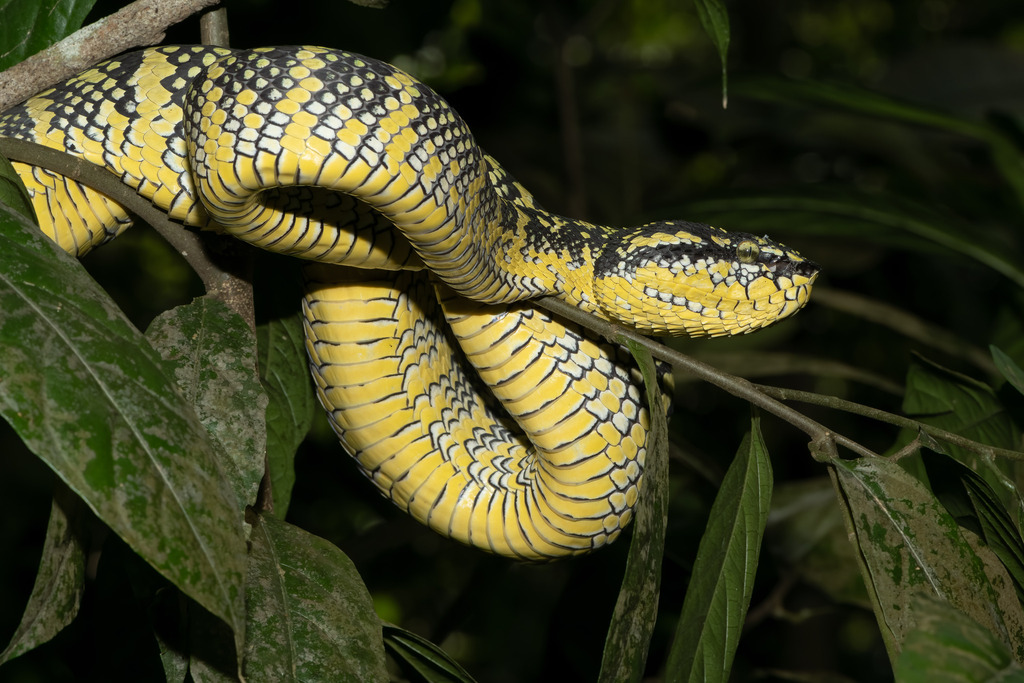 Wagler's Pit Viper from Central Water Catchment, Singapore on July 29 ...