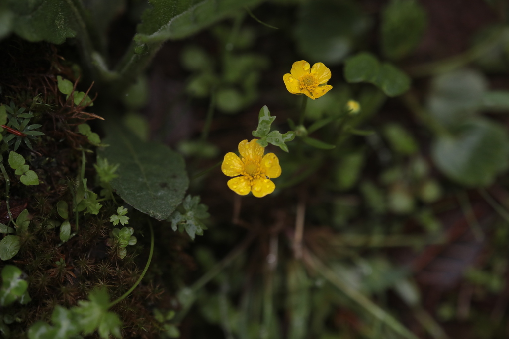 Ranunculus tanguticus from 丽江市玉龙纳西族自治县玉龙雪山 邮政编码: 674112 on July 14, 2023 at 11:22 AM by 寒月米狼 · ...