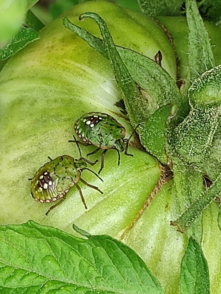Southern Green Stink Bug from 89520 Sougères-en-Puisaye, France on July ...