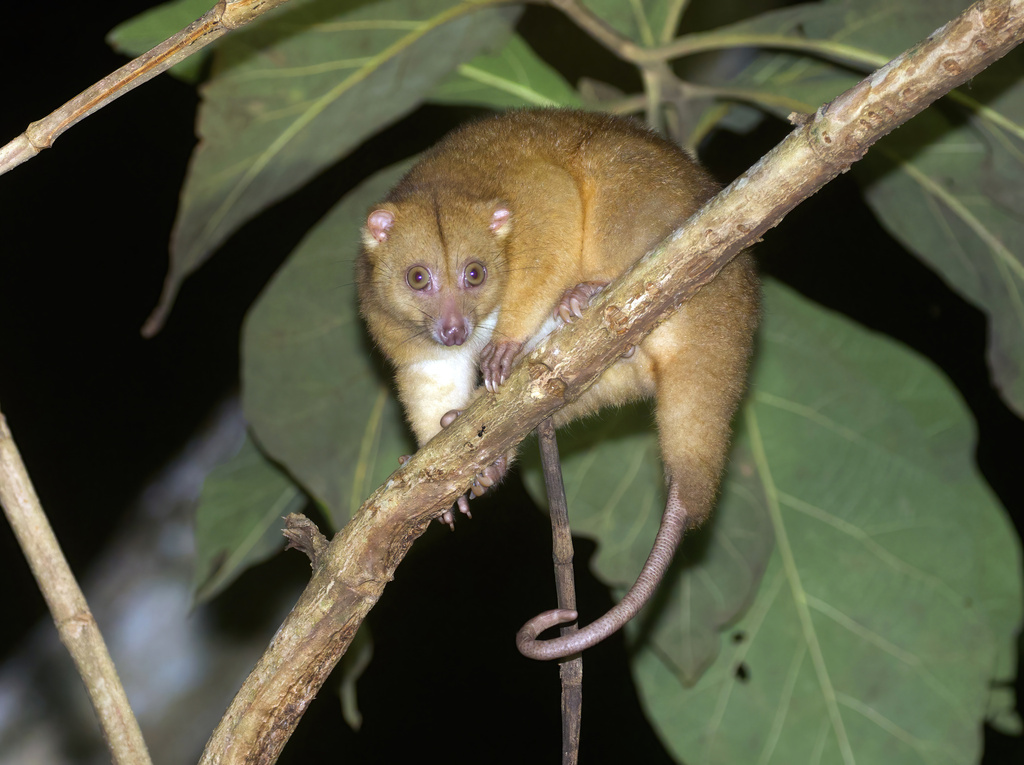 Rothschild's Cuscus from South Halmahera Regency, North Maluku ...