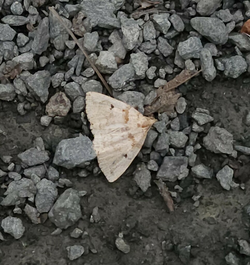 Variable Fan-foot from Middle Island on July 29, 2023 at 03:31 PM by ...