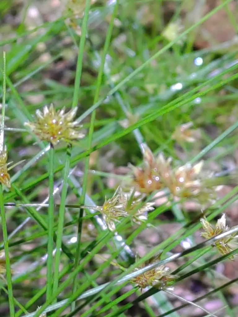 Watergrass from Yulin, TW-TA, TW on July 30, 2023 at 07:06 PM by 古國順 ...