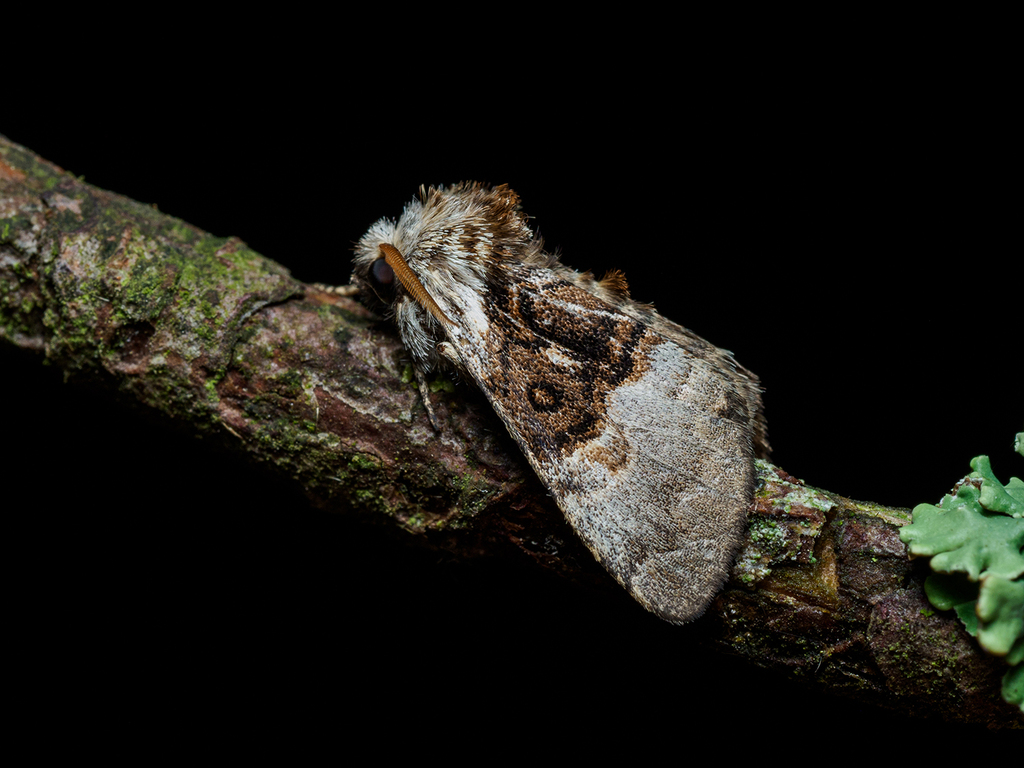 Nut-Tree Tussock from 85088 Vohburg an der Donau, Deutschland on July ...