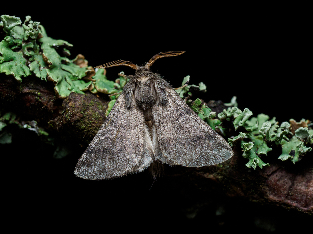 Oak Processionary from 85088 Vohburg an der Donau, Deutschland on July ...