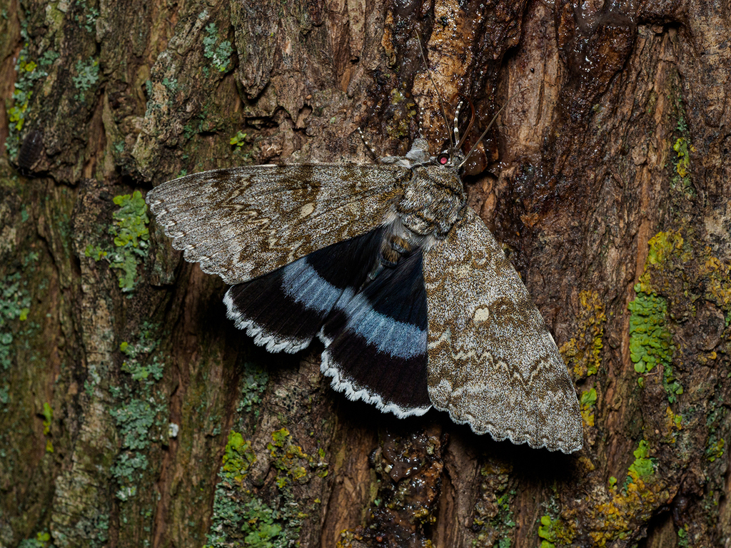 Blue Underwing from 85088 Vohburg an der Donau, Deutschland on July 30 ...