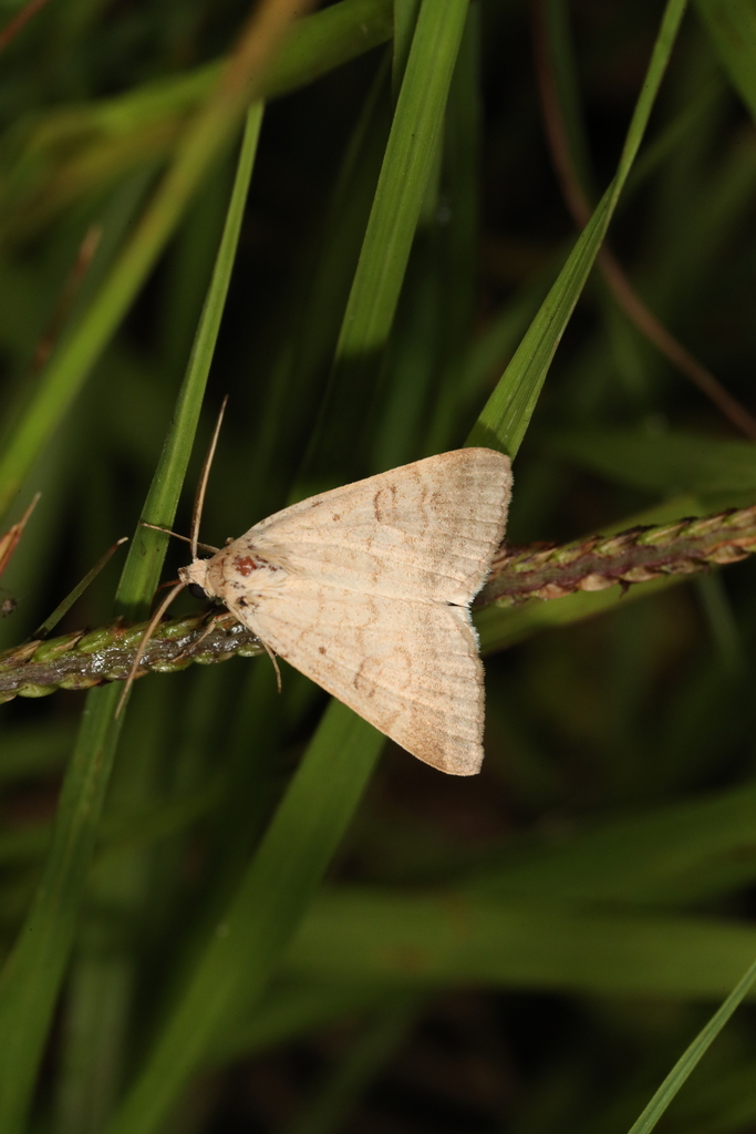Vetch Looper Moth from Polk County, FL, USA on July 25, 2023 at 01:23 ...