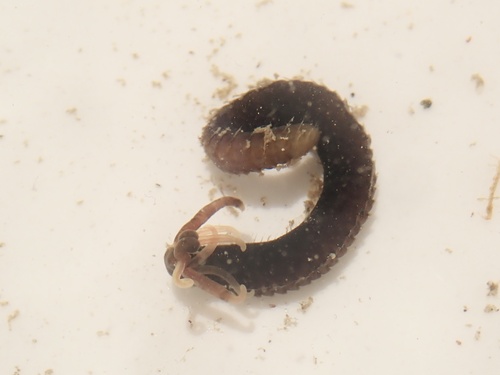 Acrocirrus validus · iNaturalist Mexico