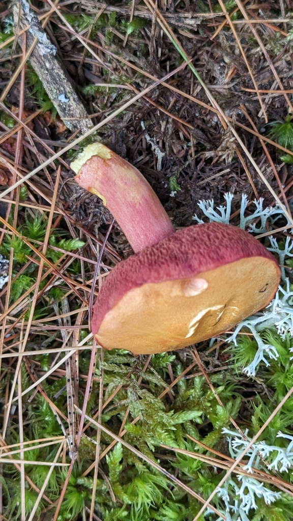 Chalciporus rubinellus from Torch Lake Township, MI, USA on July 30 ...
