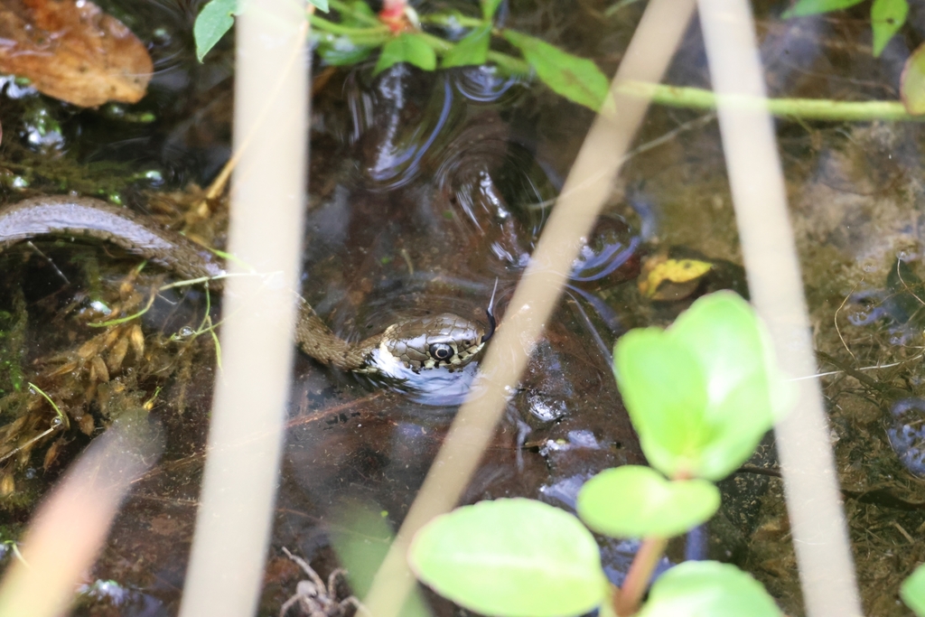 barred grass snake from Baiersbronn, 72270 Baiersbronn, Duitsland on ...