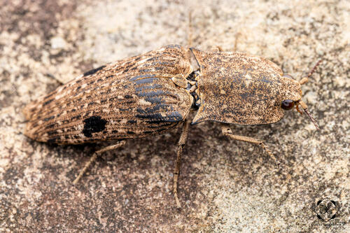 Cryptalaus mortuus · NaturaLista Colombia