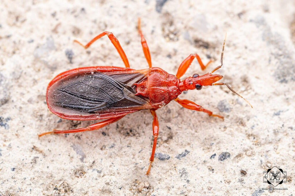 Cimbus from 马来西亚沙巴拉瑙 on July 16, 2023 at 08:30 PM by Winsten Slowswakey ...