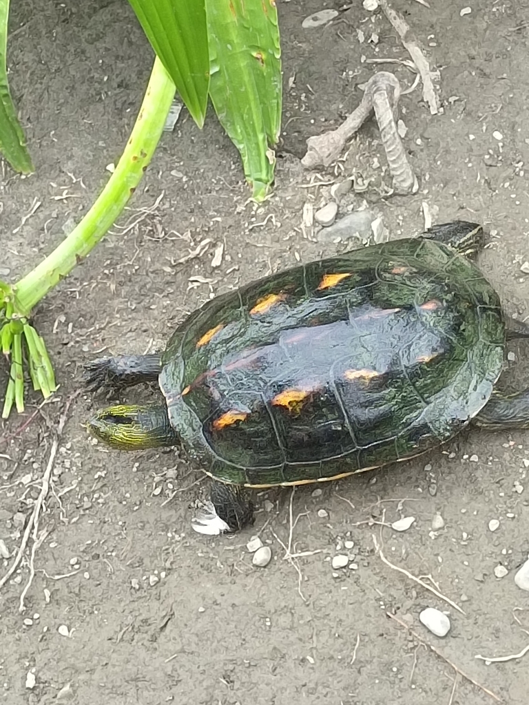Common thread turtle from 632台灣雲林縣454 on July 30, 2023 at 05:15 PM by ...