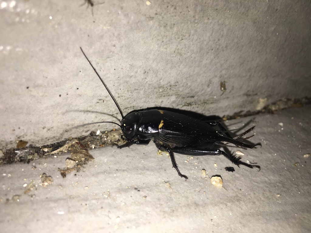 Southern Field Cricket from Jalan Temenggor-Jeli, Temenggor, Perak, MY ...