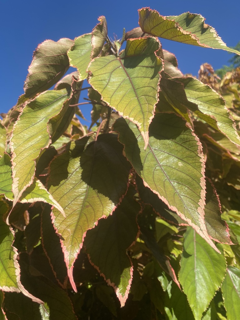 Copperleaf from Gilbert Nature Reserve, Bermuda, BM on 26 July, 2023 at ...