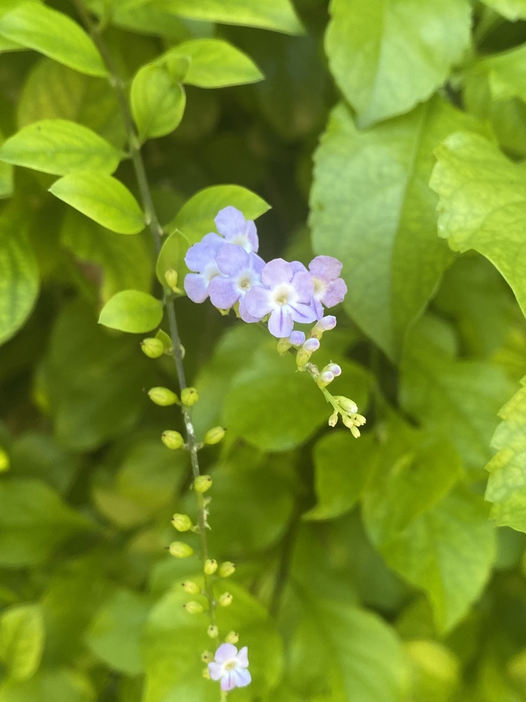 skyflower from Gilbert Nature Reserve, Bermuda, BM on July 26, 2023 at ...