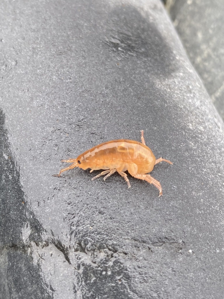 Terrestrial Amphipods from North Pacific Ocean, AK, US on July 29, 2023 ...