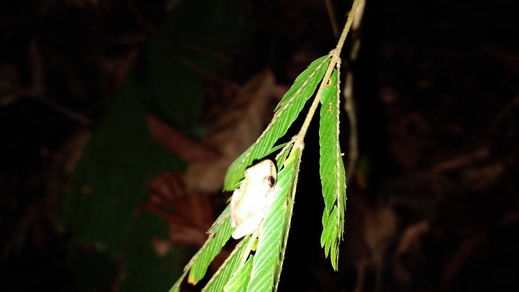 Maracaibo Basin Tree Frog from Mayaro Rio Claro Regional Corporation ...