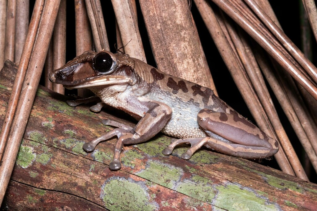 Bruno's Casque-headed Tree Frog from Sooretama - ES, Brasil on February ...