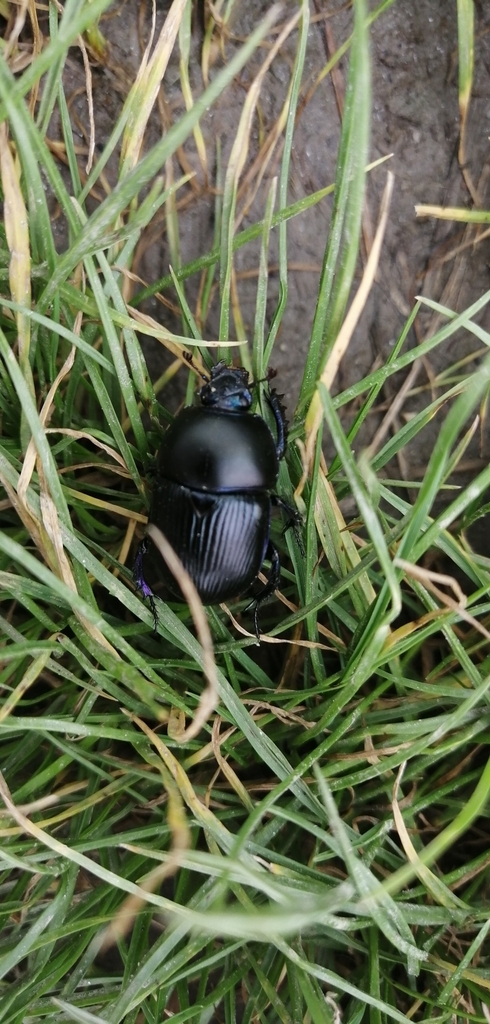 Common Dumbledore Beetle from Völs, Österreich on July 25, 2023 at 05: ...