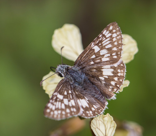 Subspecies Pyrgus communis communis · iNaturalist