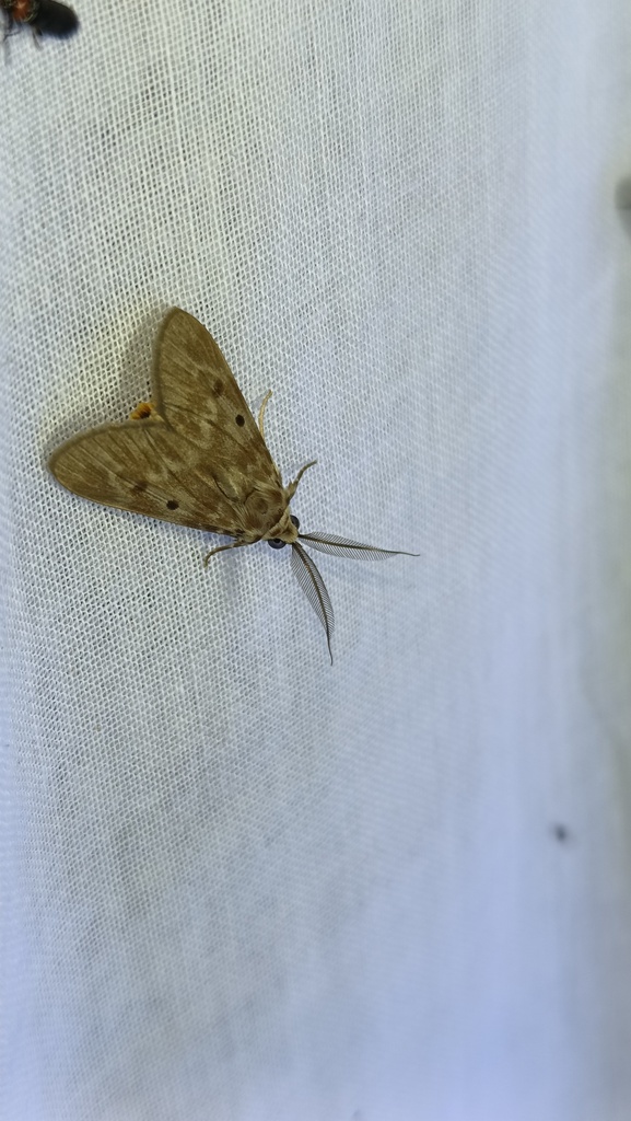 Carissa Tiger Moth from Mangadewadi, Maharashtra 411046, India on July ...