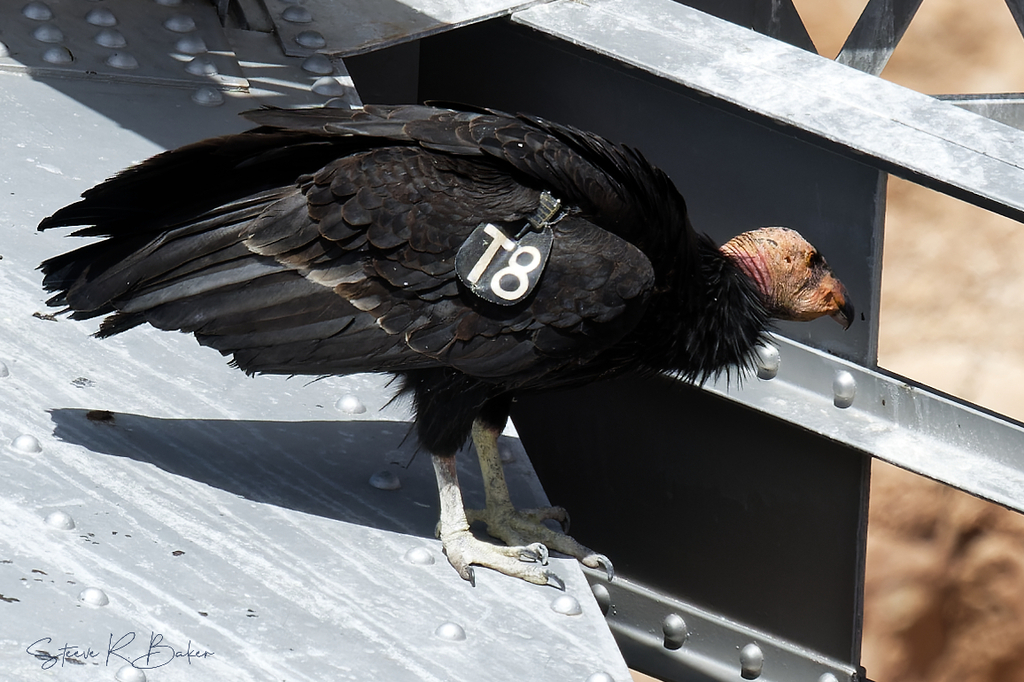 California Condor in April 2022 by Steeve R. Baker. Number T8 · iNaturalist