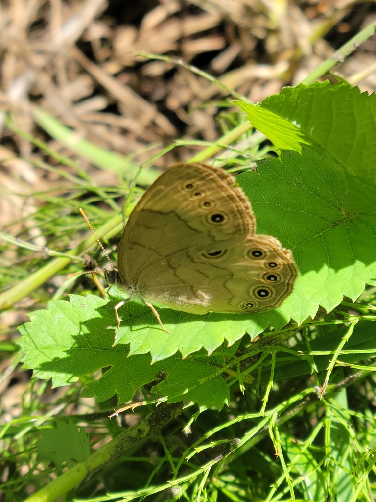 Satyrodes from Lapierre/4855, Québec, QC G3E 1P6, Canada on July 30 ...