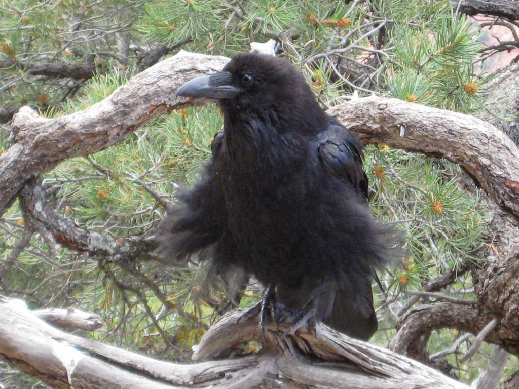 Common Raven from Grand Canyon Village, AZ 86023, USA on June 18, 2009 ...