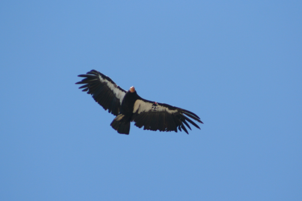 California Condor in June 2009 by jtcouncil · iNaturalist