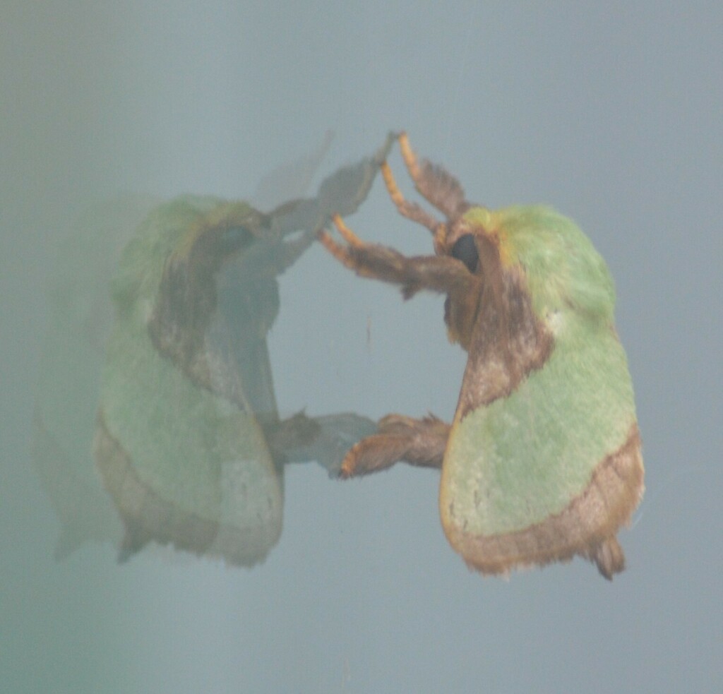 Stinging Rose Caterpillar Moth from Onslow County, NC, USA on July 30 ...