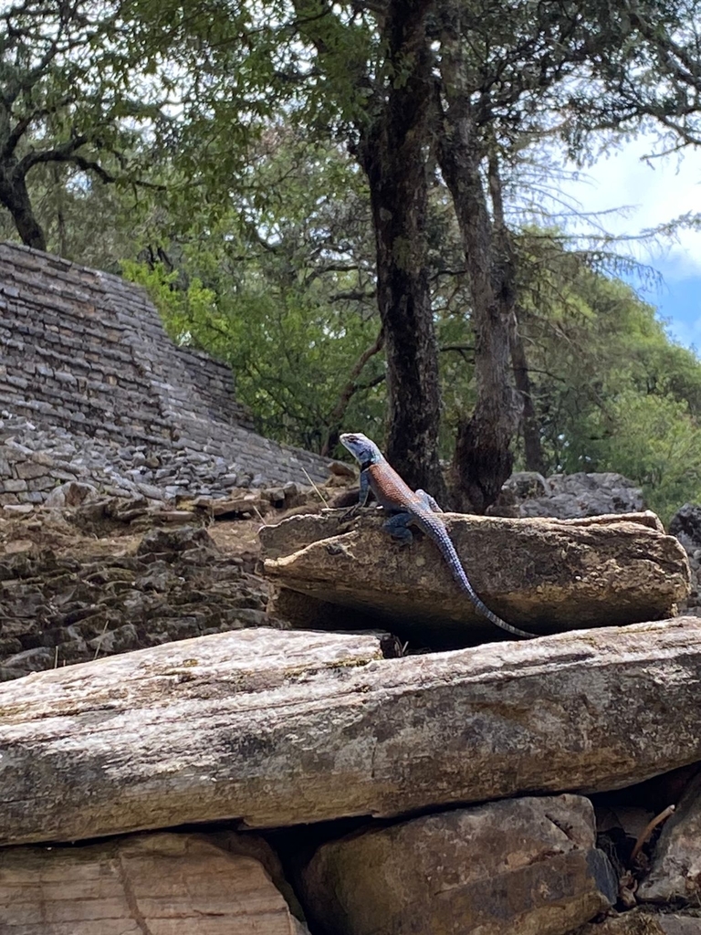 Minor Lizard from Zona Arqueológica Ranas on July 2, 2023 by Jimena ...