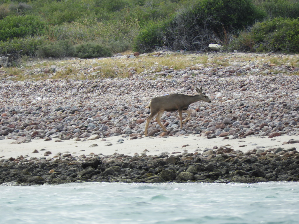 Tiburon Island Mule Deer from Hermosillo, Son., México on January 14 ...
