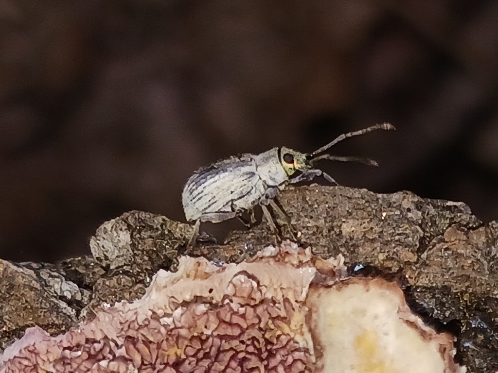 Asian Oak Weevil in July 2023 by Leaf shea · iNaturalist