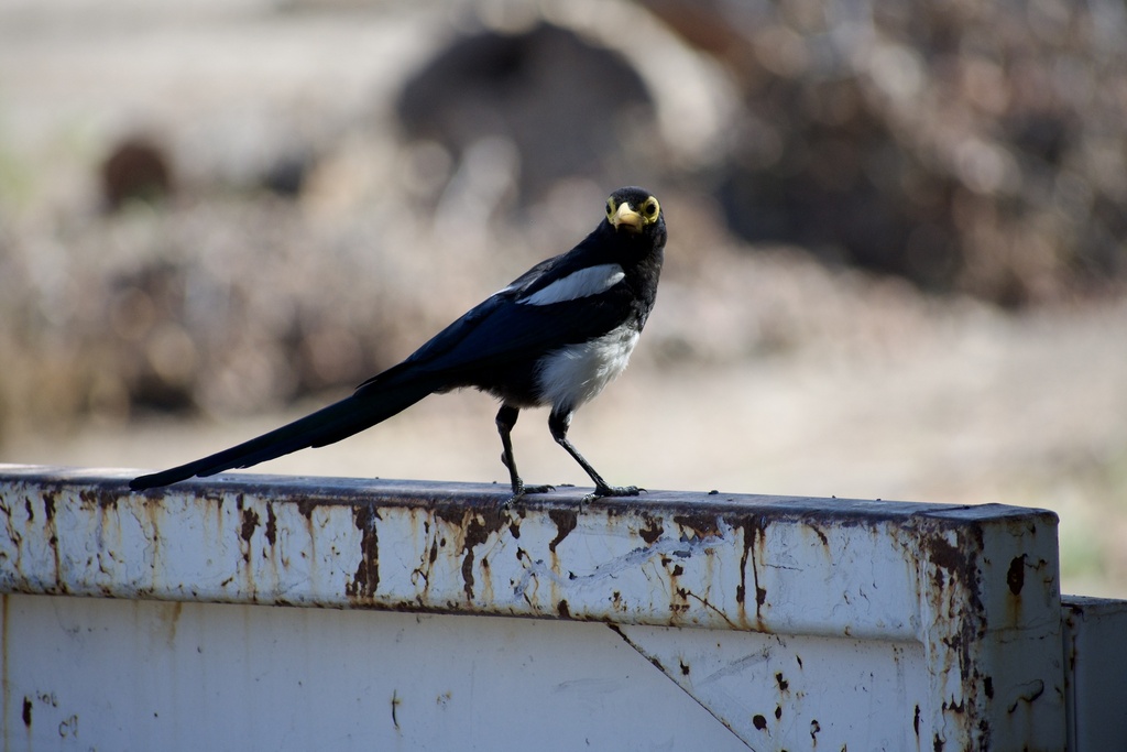 Yellow-billed Magpie in July 2023 by N. Lam · iNaturalist