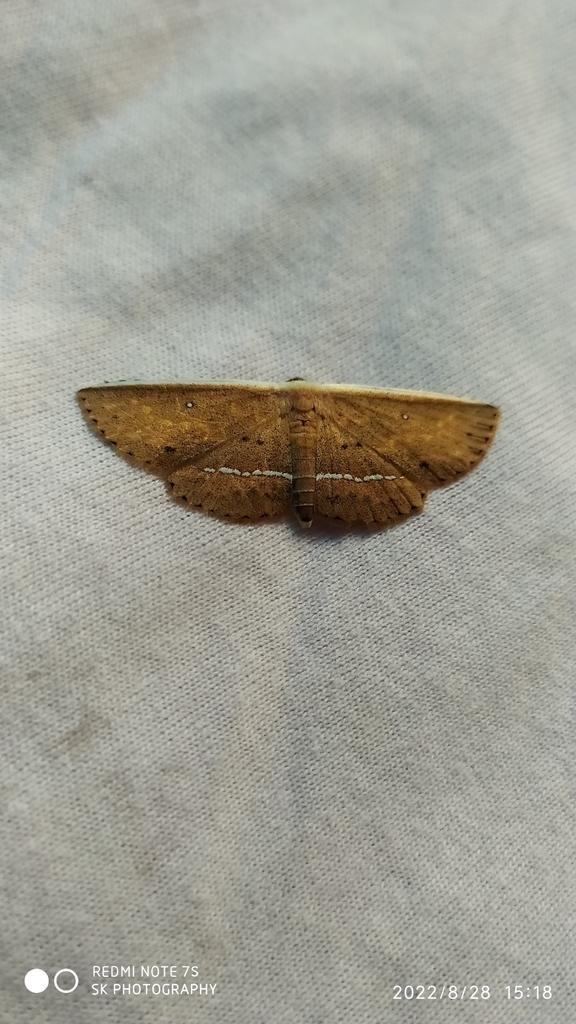 Arasada pyraliformis from XCP2+7C5, Kannur, Parassinikadavu, Kerala ...