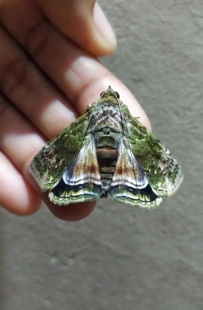 Cyclodes omma from Parassinikadavu on September 14, 2022 at 09:34 PM by ...