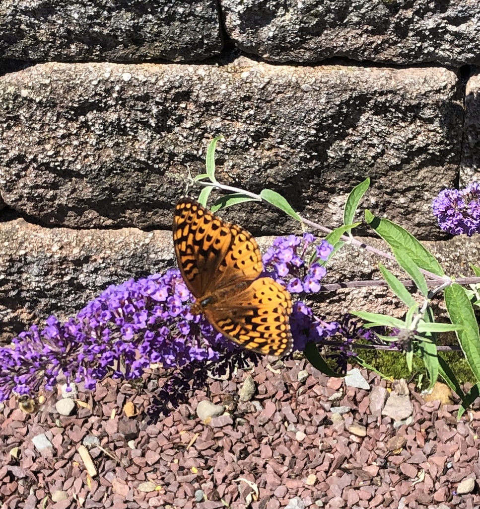 Great Spangled Fritillary from PA-940, Pocono Lake, PA, US on July 30 ...