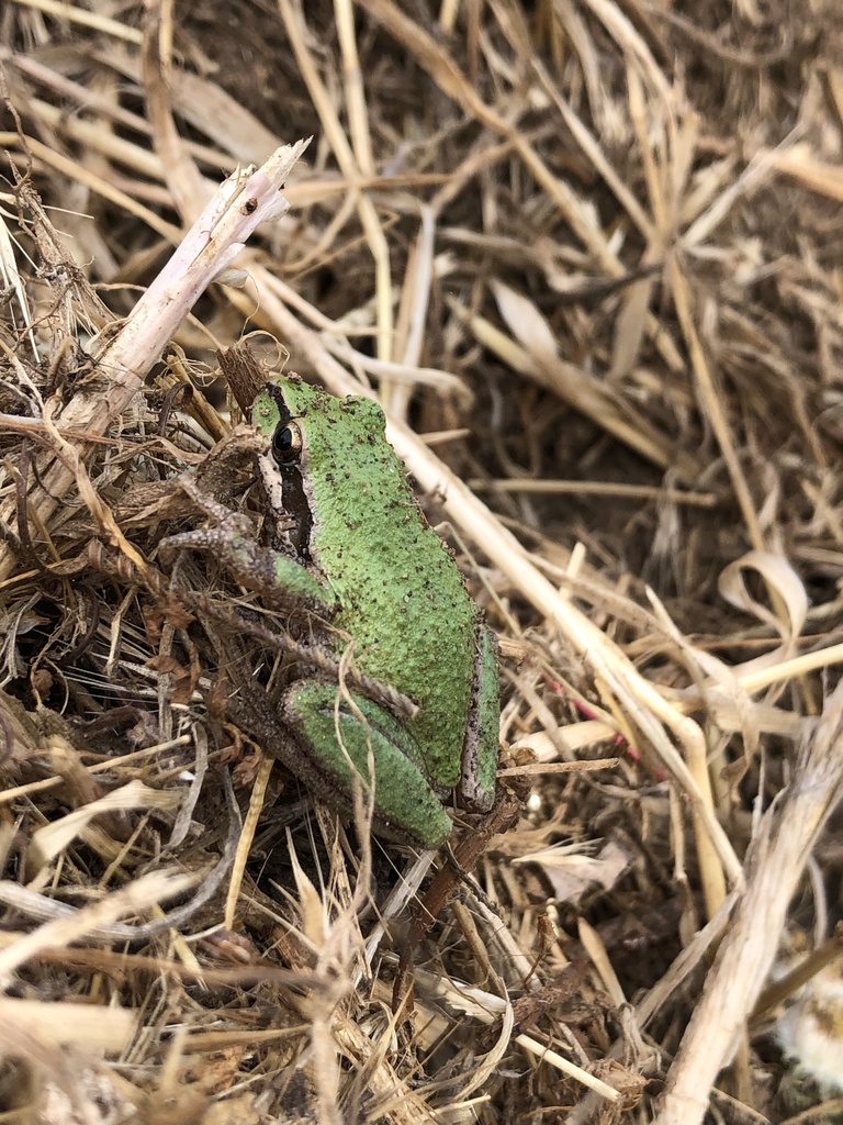 Baja California Tree Frog in July 2023 by Anwar Medina · iNaturalist