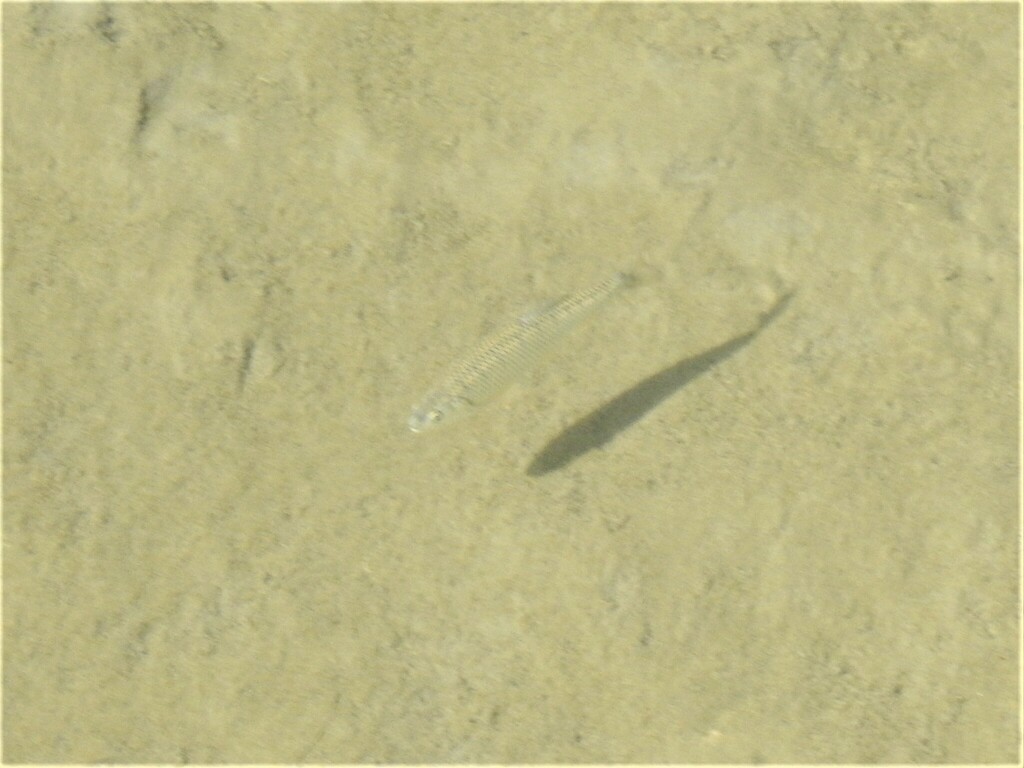 Indian Hill Trout from Sahastradhara, Timilimansingh, Uttarakhand ...