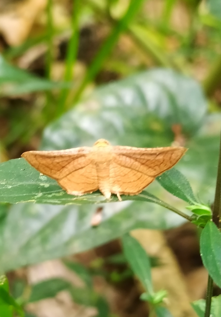 Window-winged Moths from Kelakam, Kerala 670674, India on December 10 ...