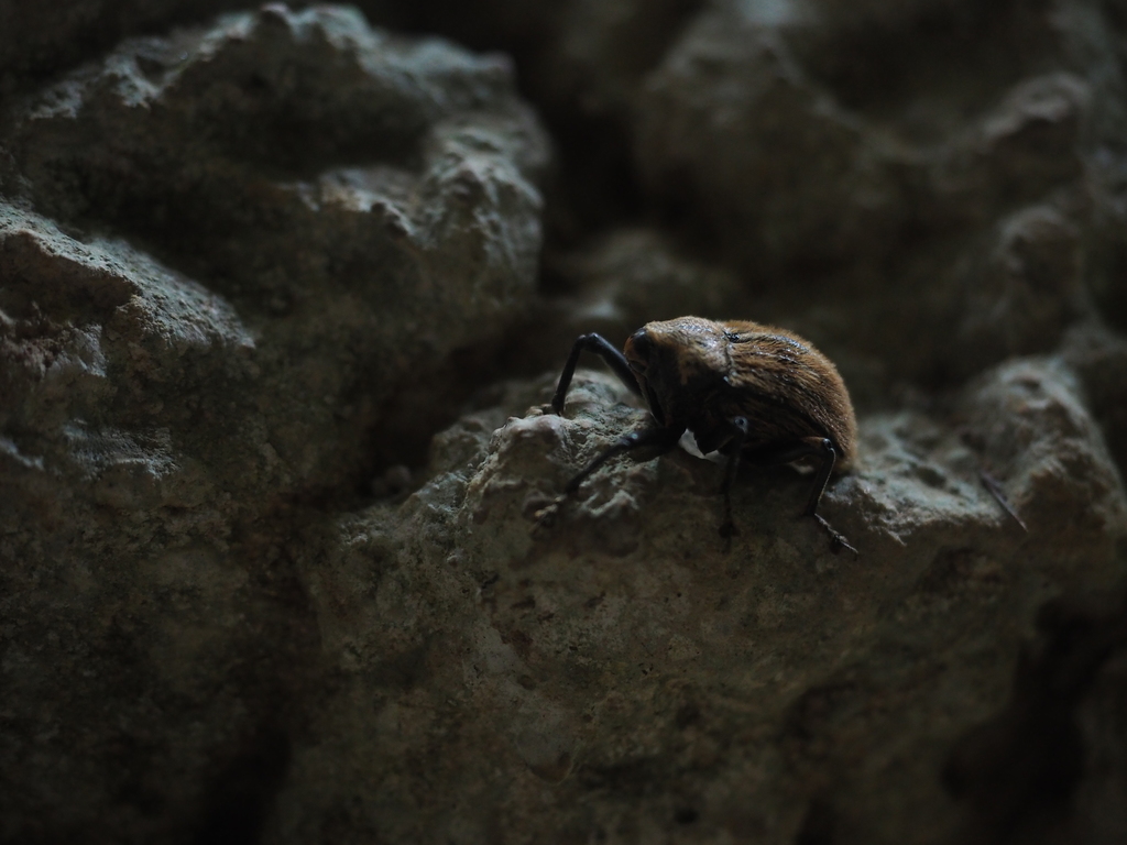 Elephant Weevil from Kahurangi National Park 7073, New Zealand on ...