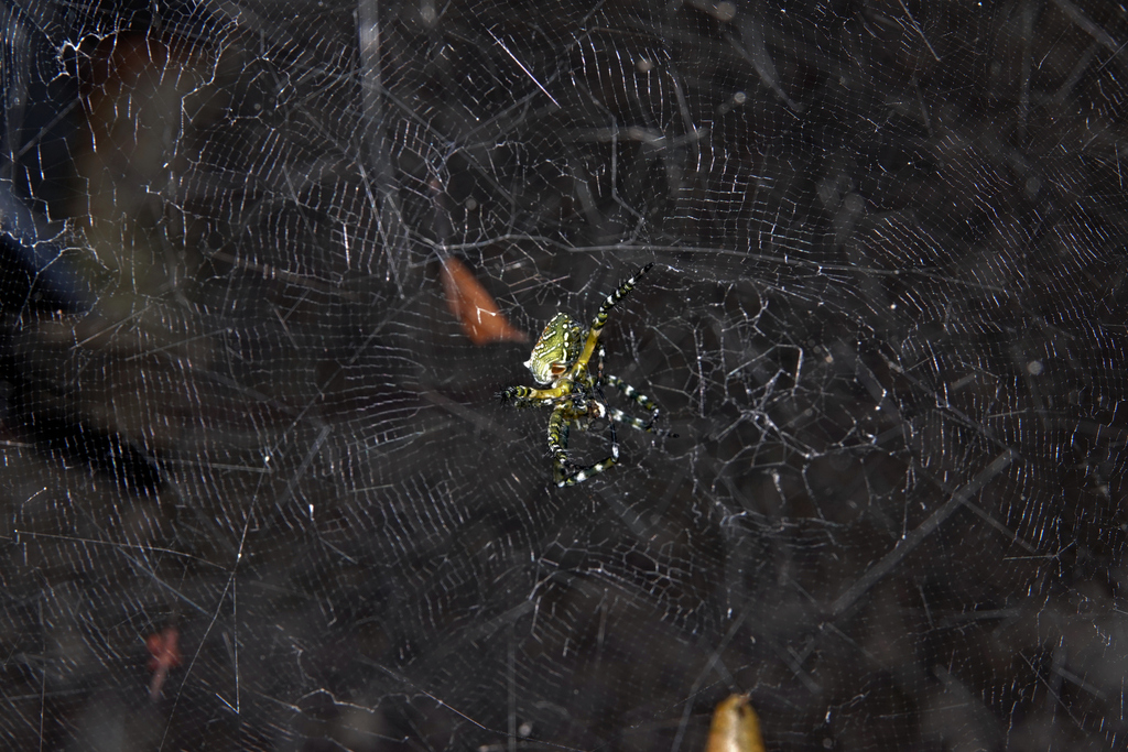 Dome Web Spider in July 2023 by 張凱 · iNaturalist