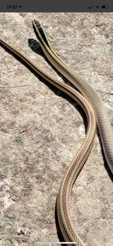 Hoge's Ground Snake from Parque Nacional da Chapada dos Veadeiros, Alto ...