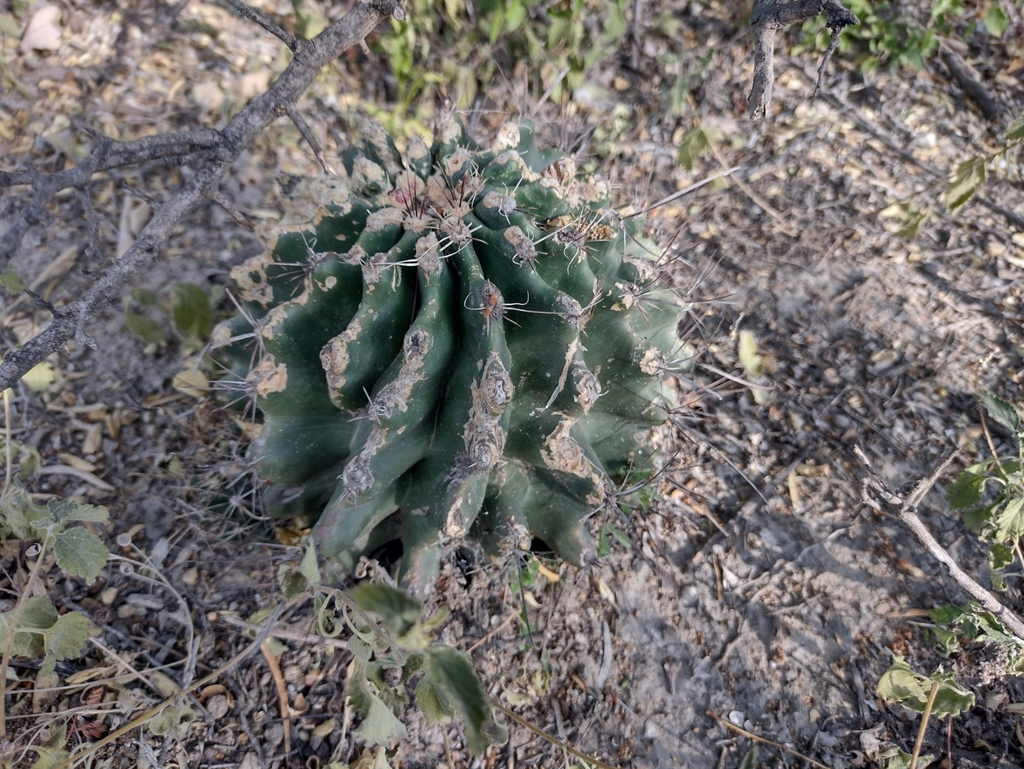 Hamatocactus hamatacanthus sinuatus from 66062 N.L., México on July 30 ...