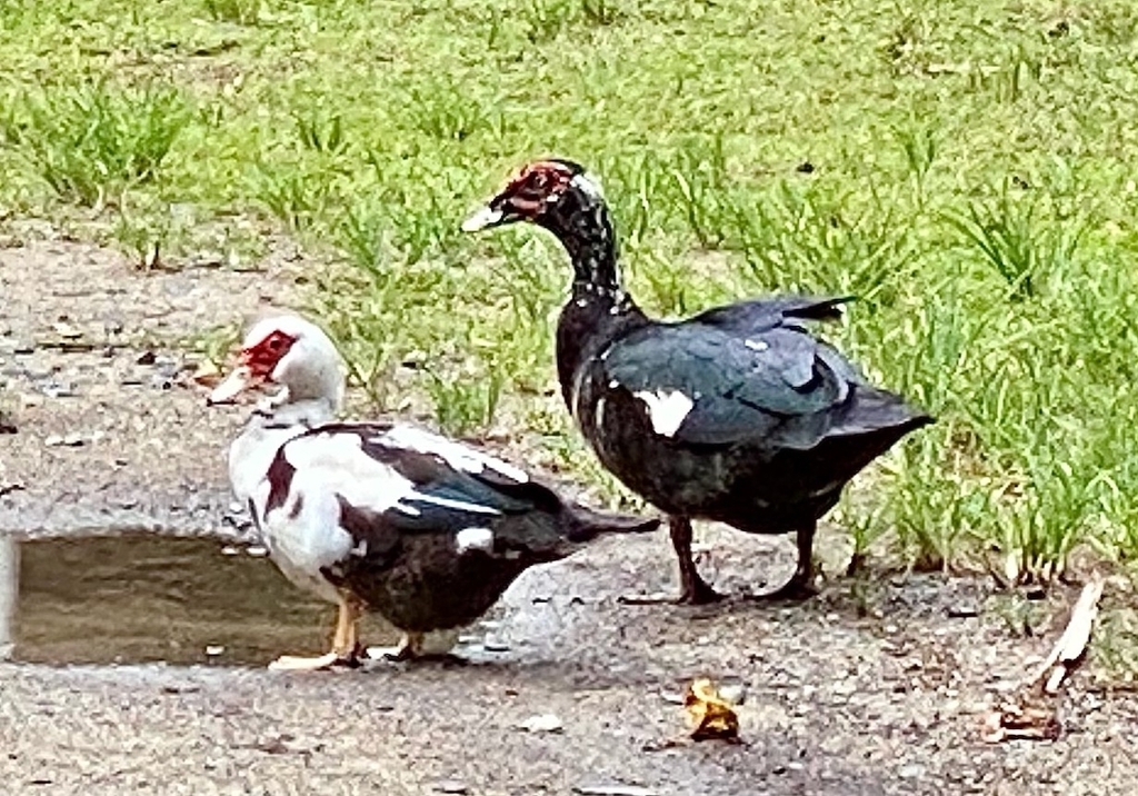 Domestic Muscovy Duck from Humacao on July 29, 2023 at 09:50 AM by ...
