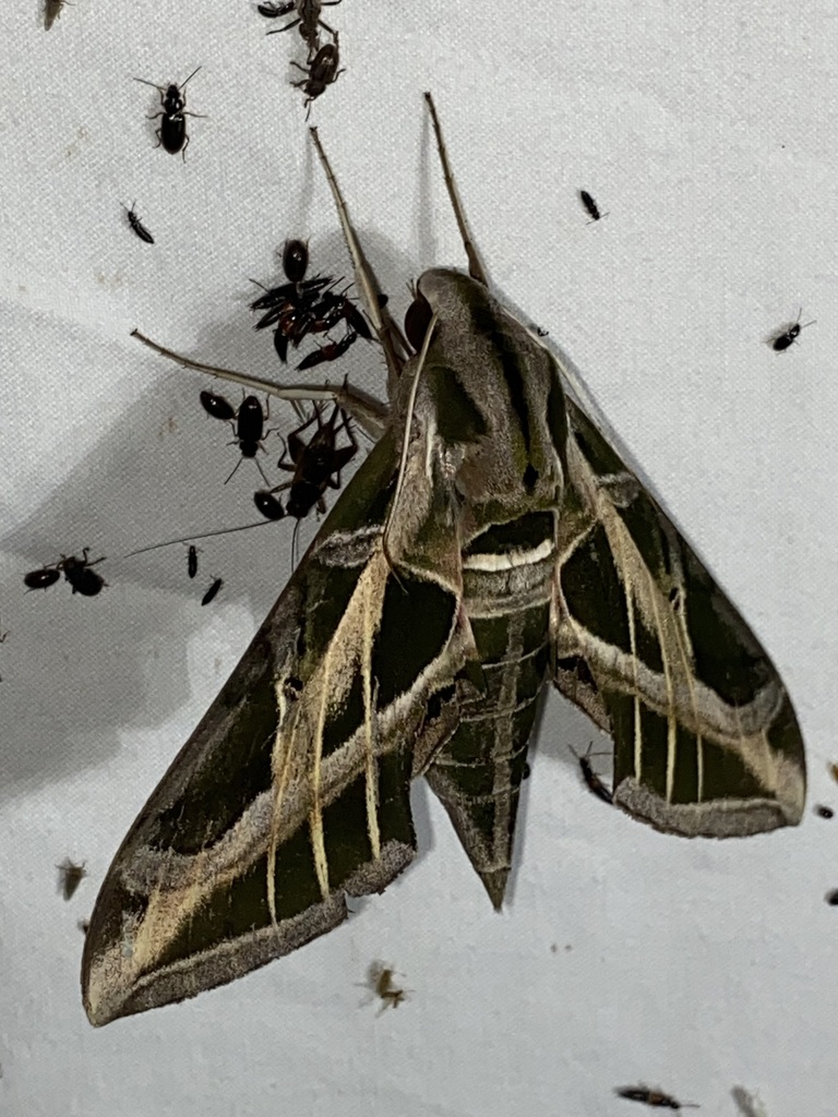 Vine Sphinx from Kaufman County, TX, USA on July 28, 2023 at 11:19 PM ...