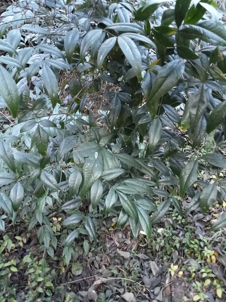 Heavenly bamboo from Power Station Mulgoa Rd, Mulgoa NSW 2745 ...